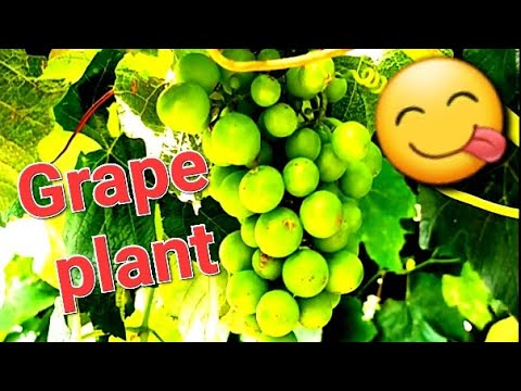 grape plant at home | grape plant | angoor plant care - YouTube