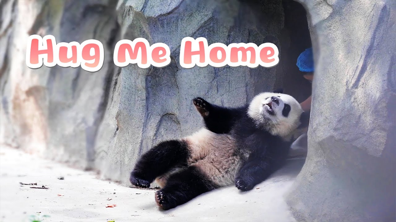 Clingy Pandas Don't Walk Home | iPanda - YouTube