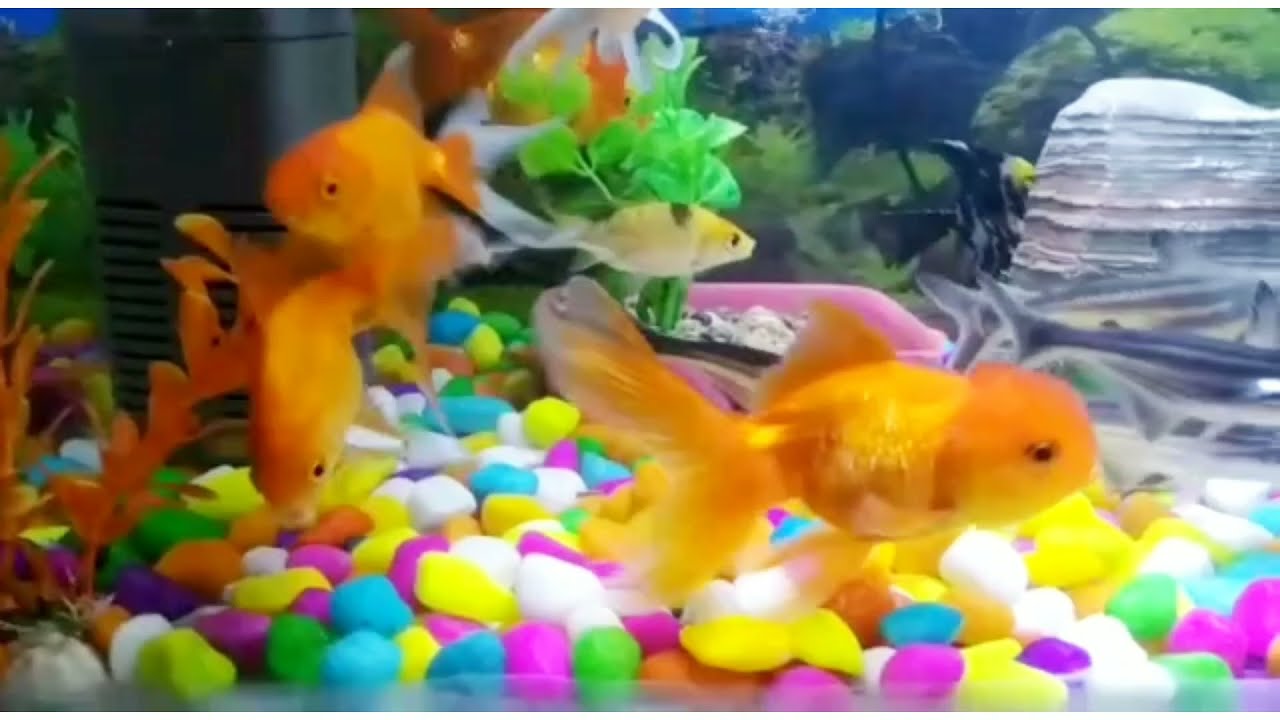 Fish swimming backwards... - YouTube