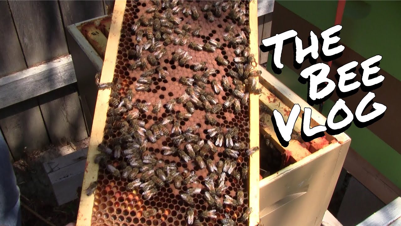 Checking on the new queens - Bee Vlog #144 - Aug 2, 2014 - YouTube