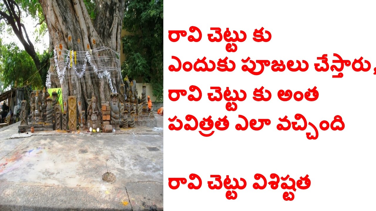 Significance of Ravi Chettu | Importance Of Puja For Ravi Chettu ...