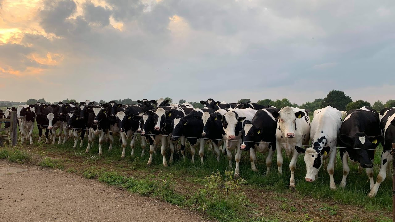 Cow farm and corn fields in UK 🇬🇧#farm - YouTube