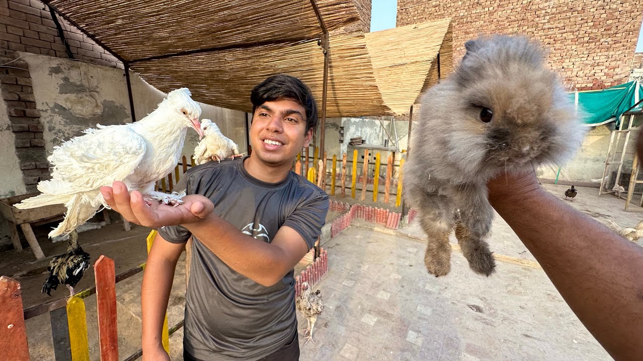 Hand Tamed Kbooter Or Fancy Rabbit La Aiy 😍 - YouTube