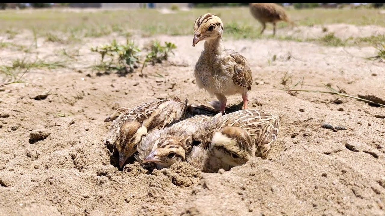 partridge chicks play in the mud | teetar k bachy matti mi kilthy hai ...