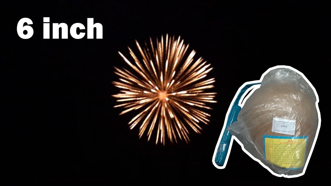 (2x) 6 inch shells - Golden Brocade Crown (6" / 150mm display shells ...