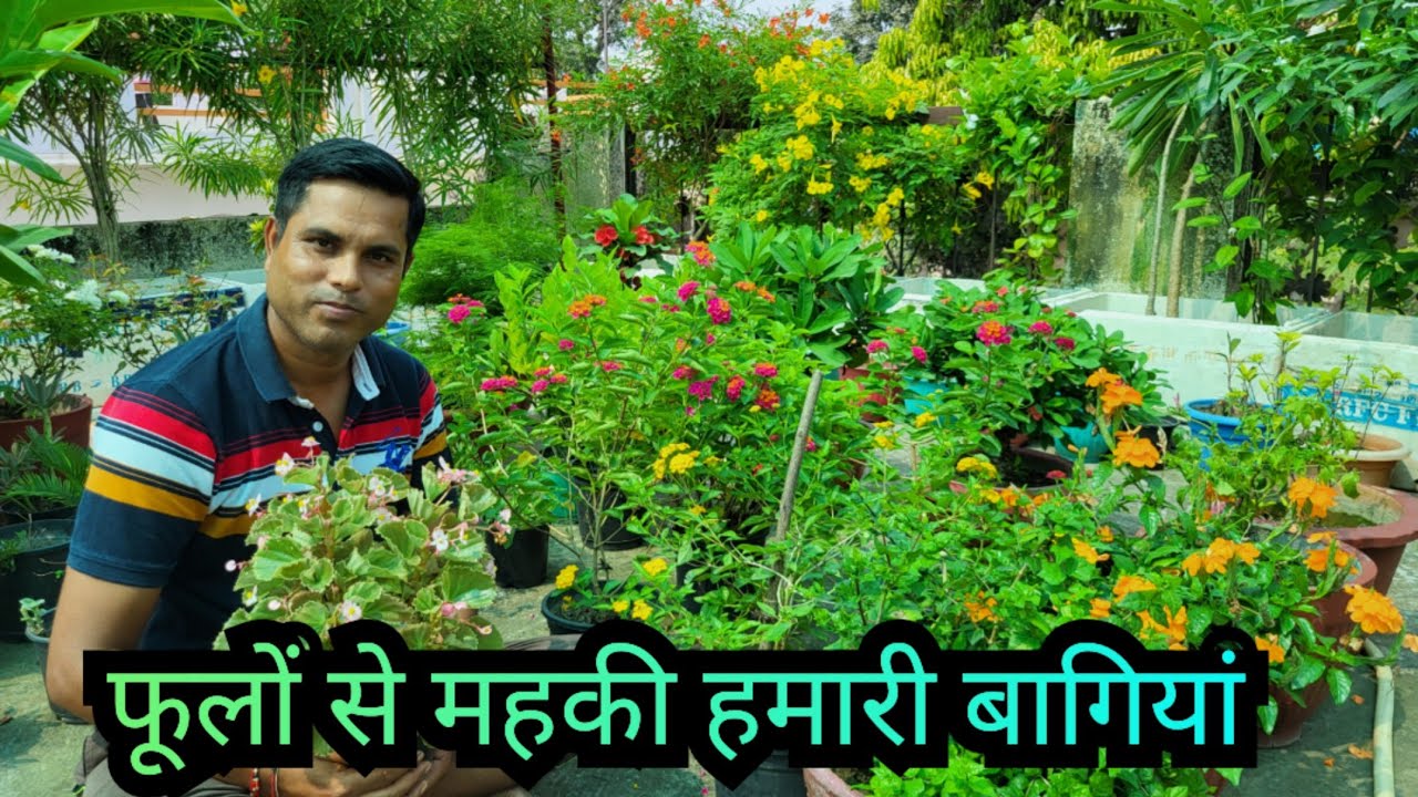 September Blooming in Hamari Bagiya || Beautiful flowers in September ...