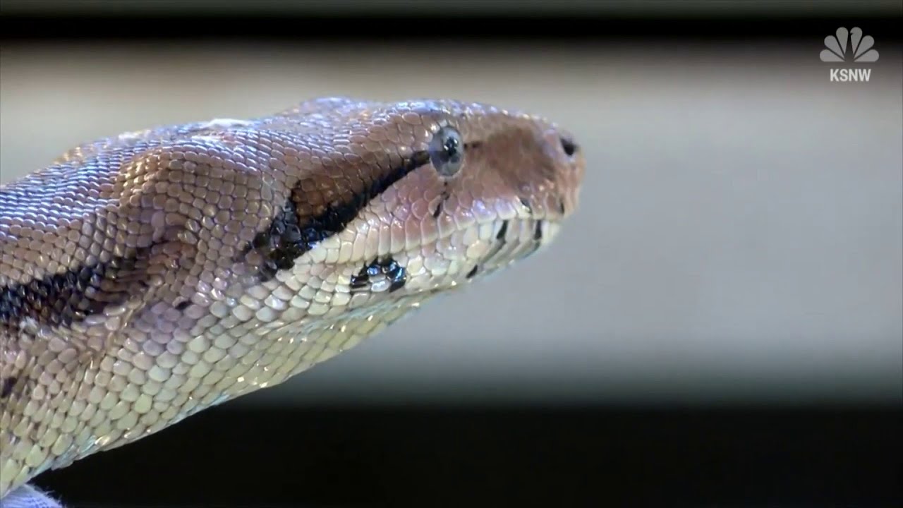 Kansas man fines huge snake under couch cushions - YouTube