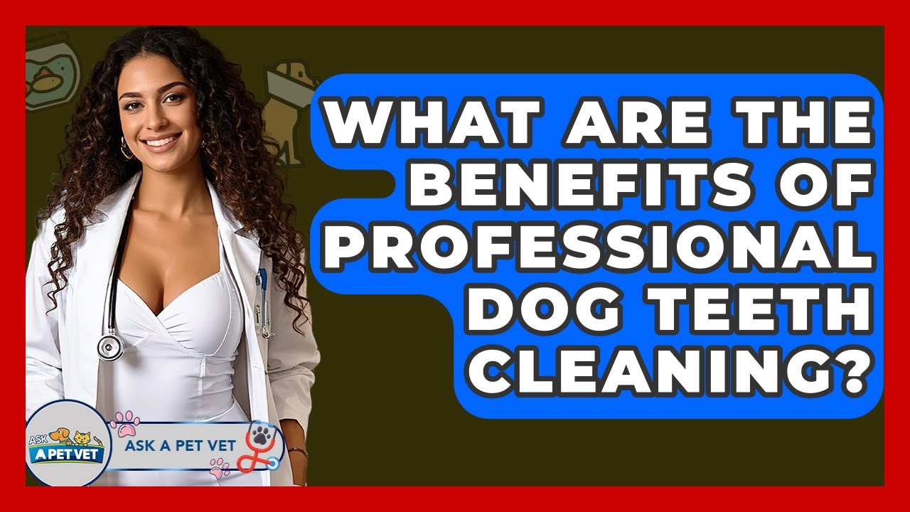 What Are The Benefits Of Professional Dog Teeth Cleaning? - Ask A Pet ...