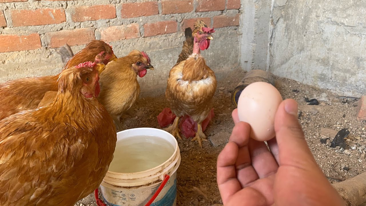Recolectando huevos criollos y de ponedoras - YouTube
