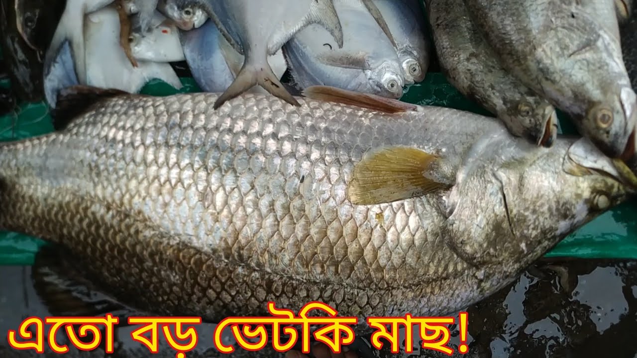 Fish market | Fish market in Kolkata| bhetki, promphet, bagda, Golda ...