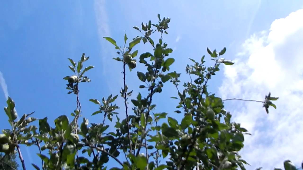 Apple Tree Being Attack By Something? Disease, Bug, Or Bird? - YouTube