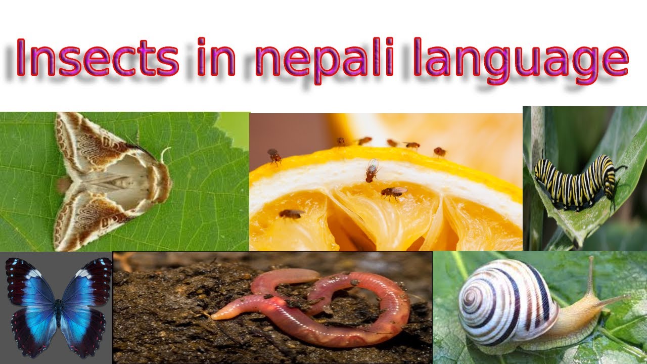 Insects in nepali language - YouTube