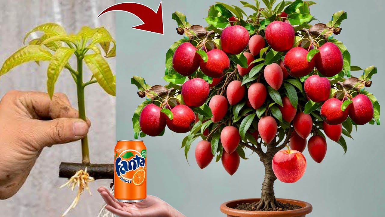 A great way to propagate apples with mango trees to get fruit quickly ...