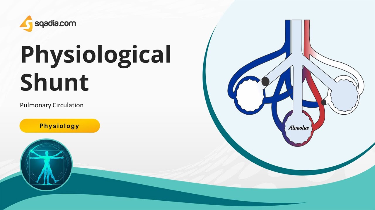 Pulmonary Circulation | Physiological Shunt - YouTube