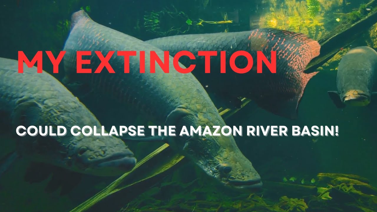 The Extinction of the Arapaima, the collapse of the Amazon River Basin ...
