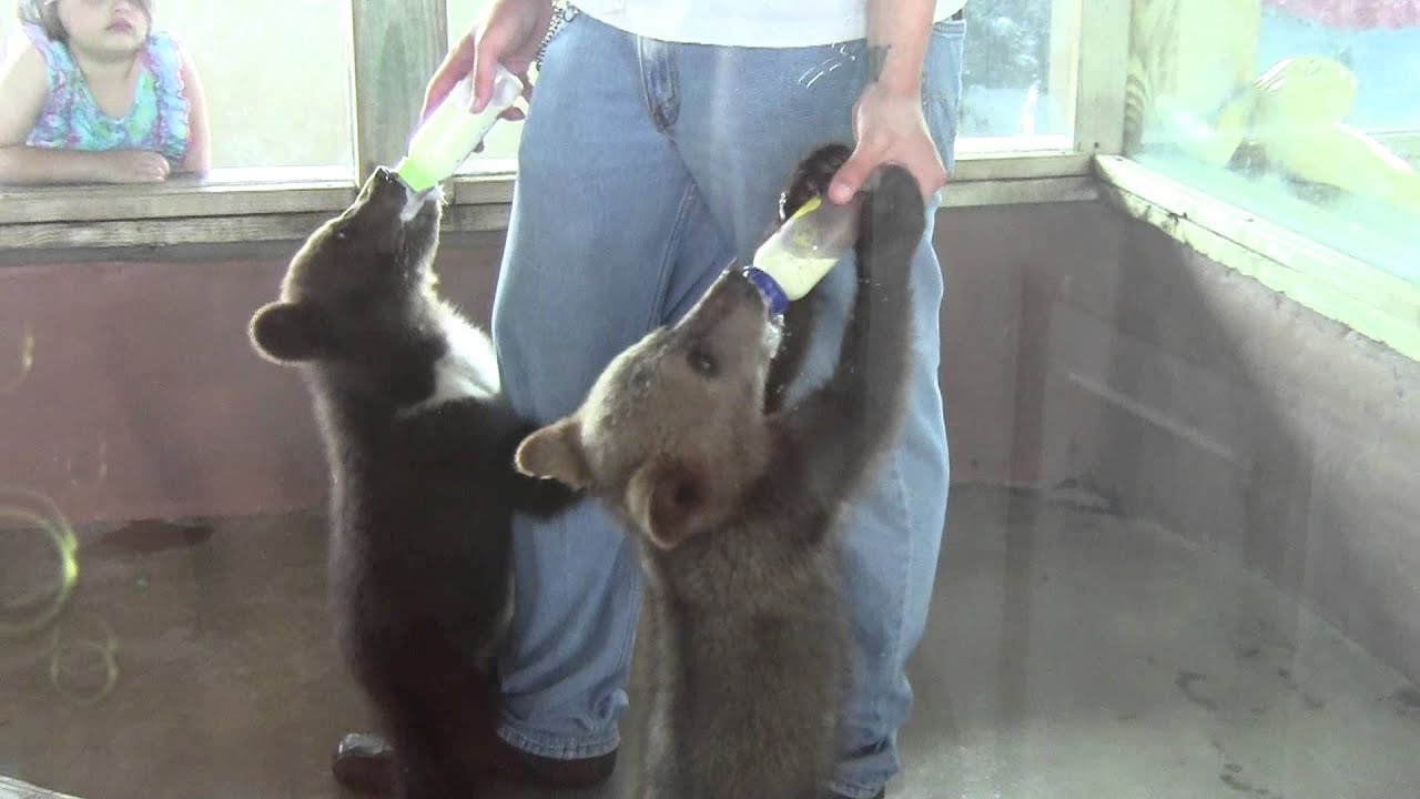 Feeding Two Bear Cubs at Helen GA Black Forest Bear Park HD - YouTube
