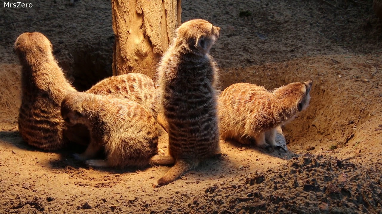 Cute meerkats chirping calling and vocalising - YouTube