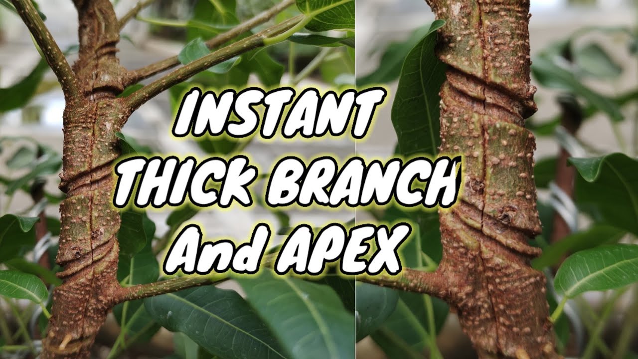 HOW TO THICKEN A BRANCH INSTANTLY! - YouTube