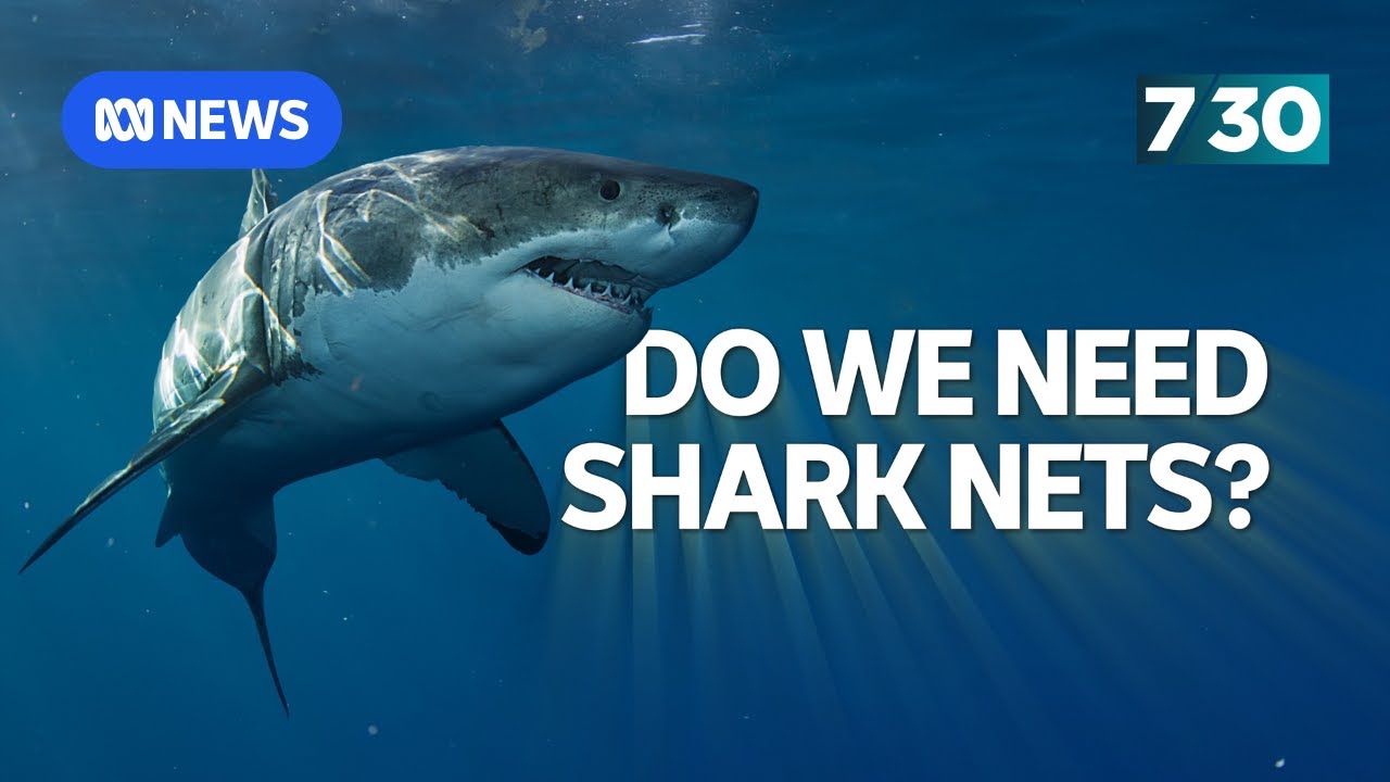 Shark nets are on their way out in New South Wales | 7.30 - YouTube