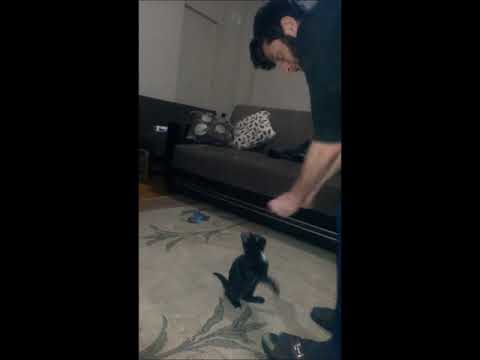 Kedi halay çekiyor