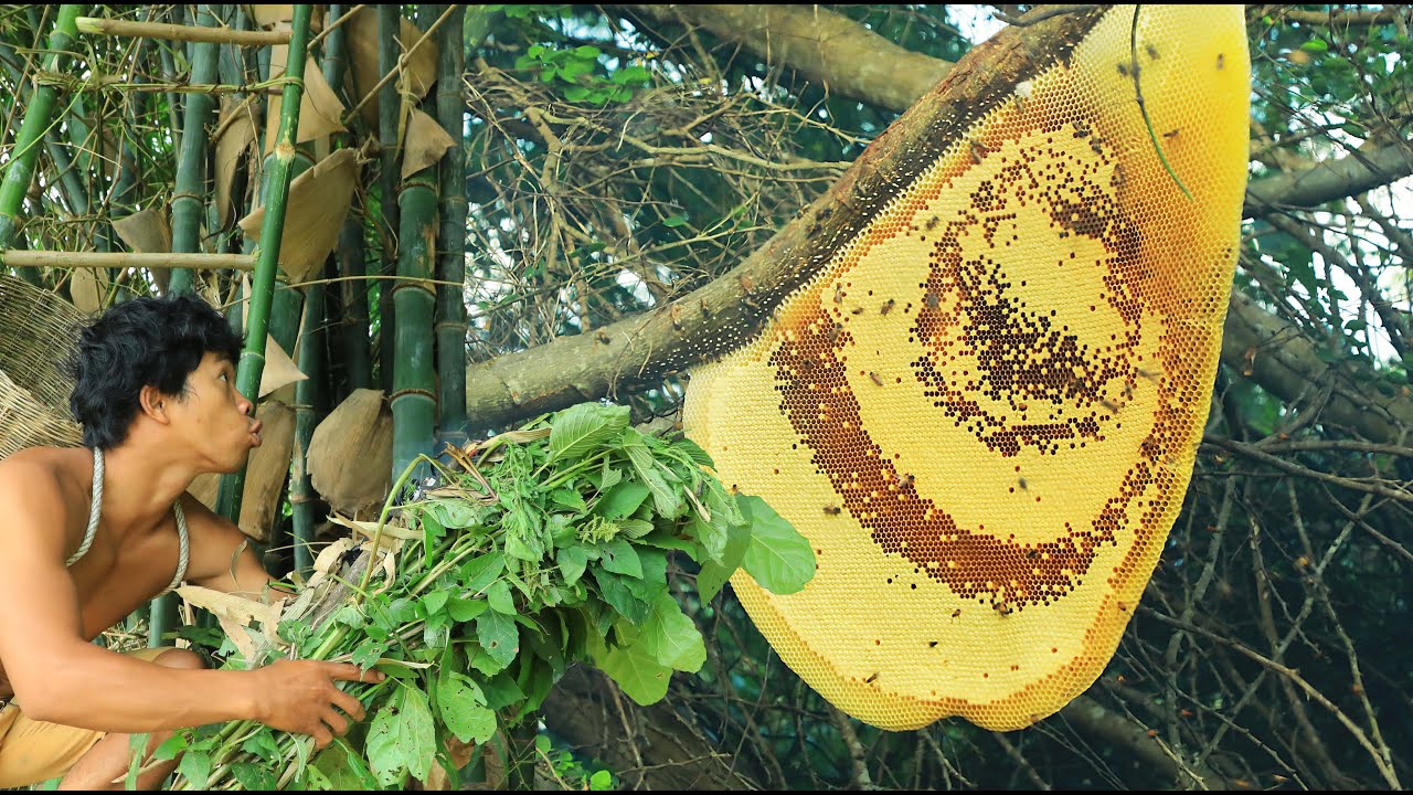Survival In The Rainforest - Lucky to meet the big bee - YouTube