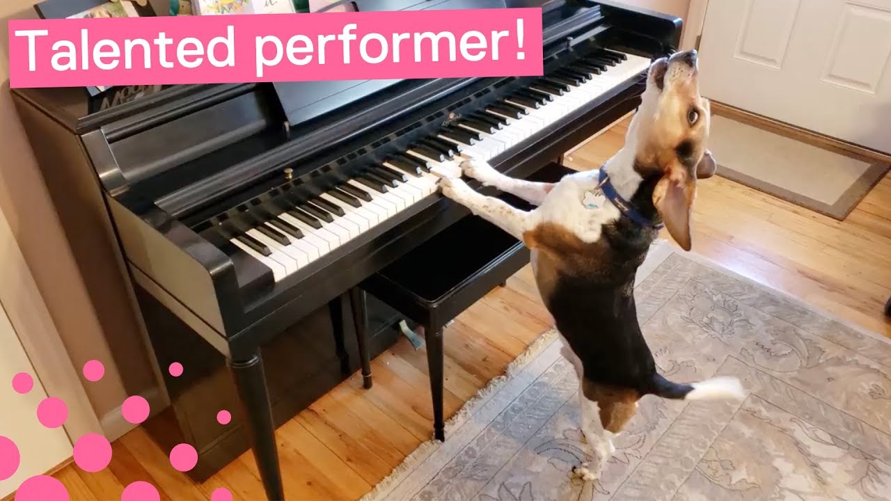 Buddy the Beagle Can Sing and Play Piano - YouTube