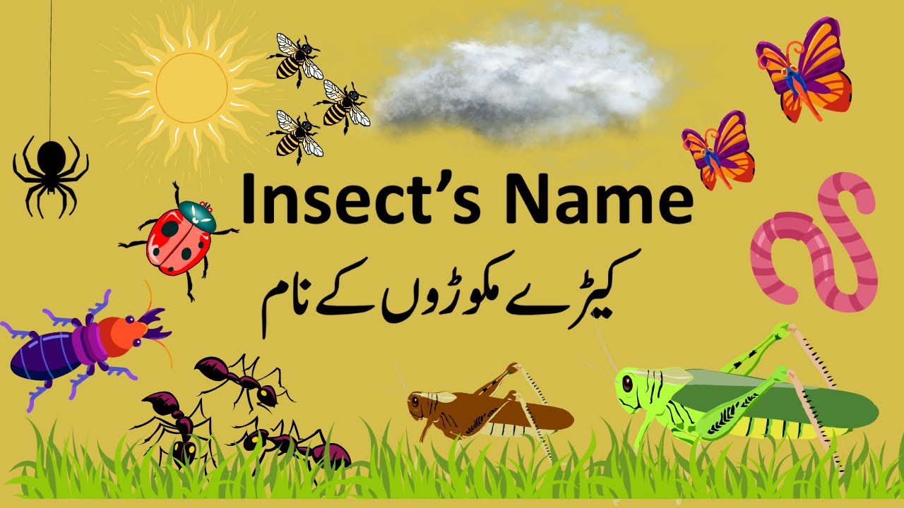 Insect's Name In English & Urdu |Names of Insects | Different Types of ...