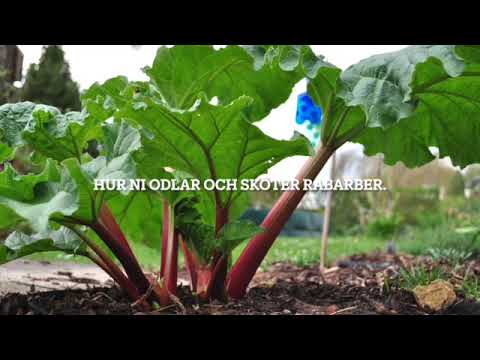 Hur ni sköter om och odlar rabarber. - YouTube