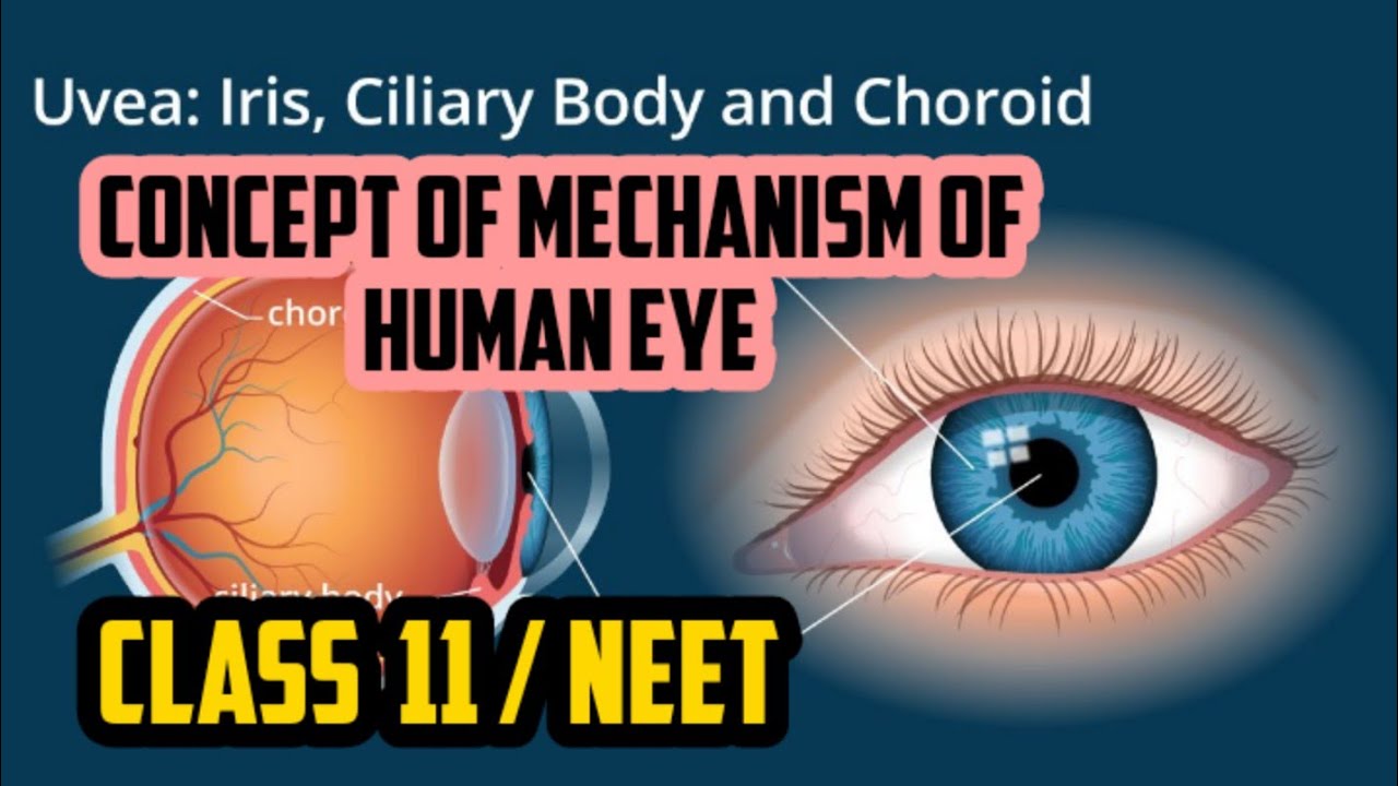 Mechanism of vision in human eye - NEET biology notes by Dr. deepti ...