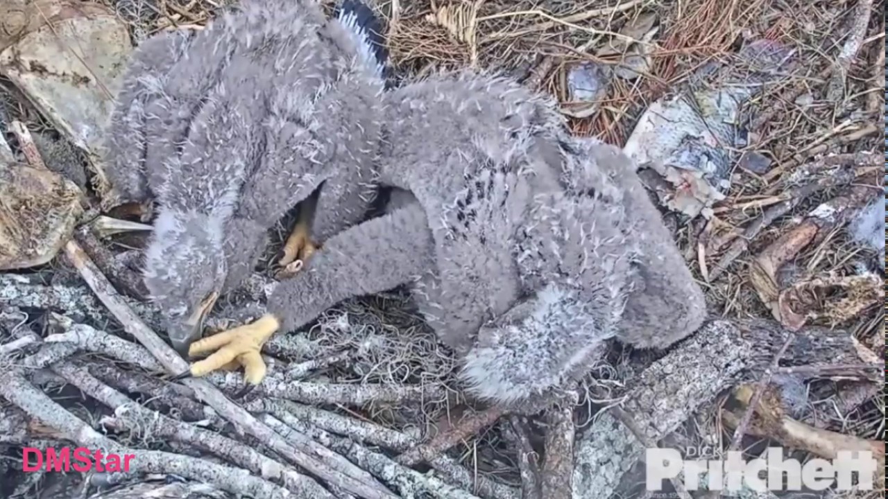 SWFL Eagles * Catch an Eaglet by the Toe * E16 Nibbles on E15's Toes ...