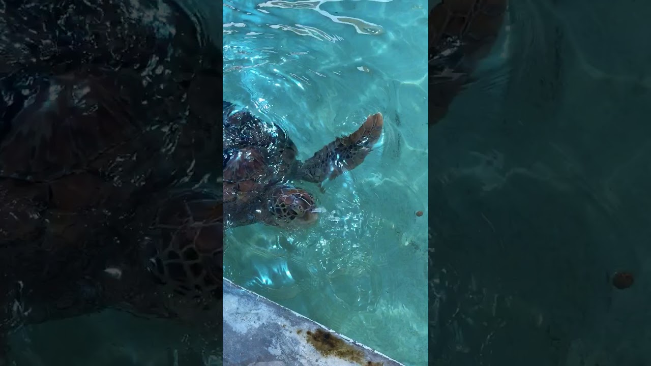 Exotic animal Cayman Islands Squirting Turtle - YouTube