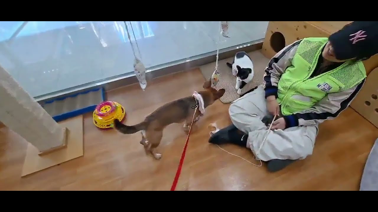 마포센터찰리8 입양문의02 2124 2839 서울시 유기견 유기견입양 강아지 강아지일상 입양하세요 반려견 귀여운