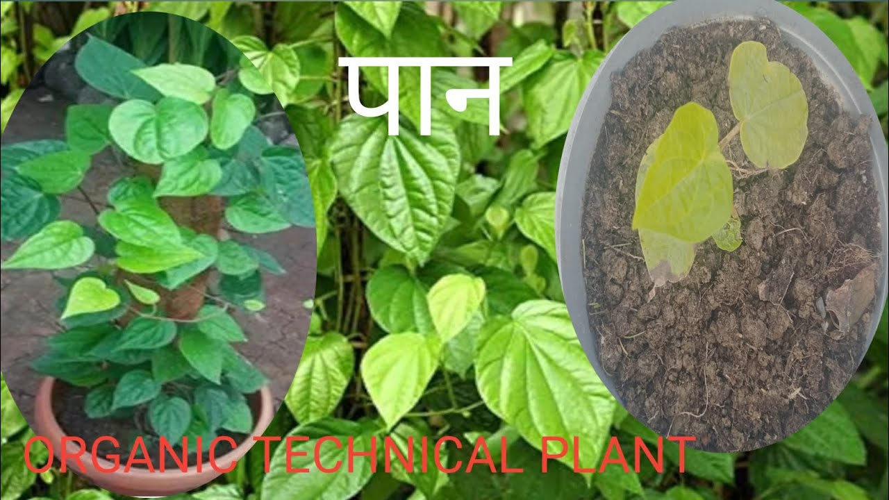 Pan ka paudha Ghar per kaise lagaen, gamle per Pan kaise lagaen, Pan ka ...