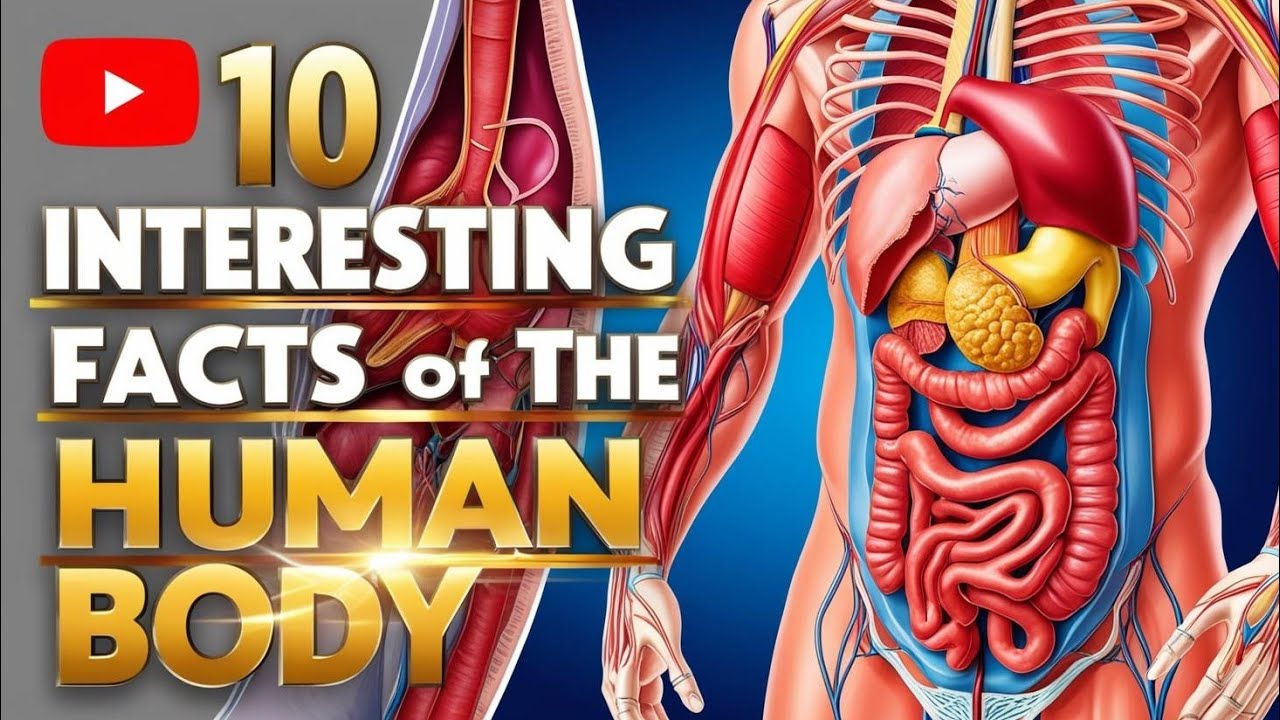"10 Mind-Blowing Facts About the Human Body You Never Knew!" - YouTube
