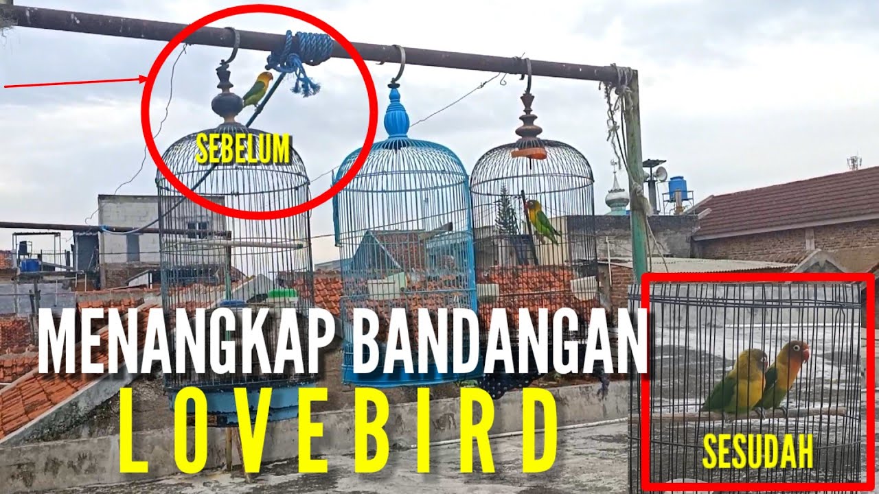 Menangkap Bandangan Burung Lovebird, ini Hasilnya..?? - YouTube