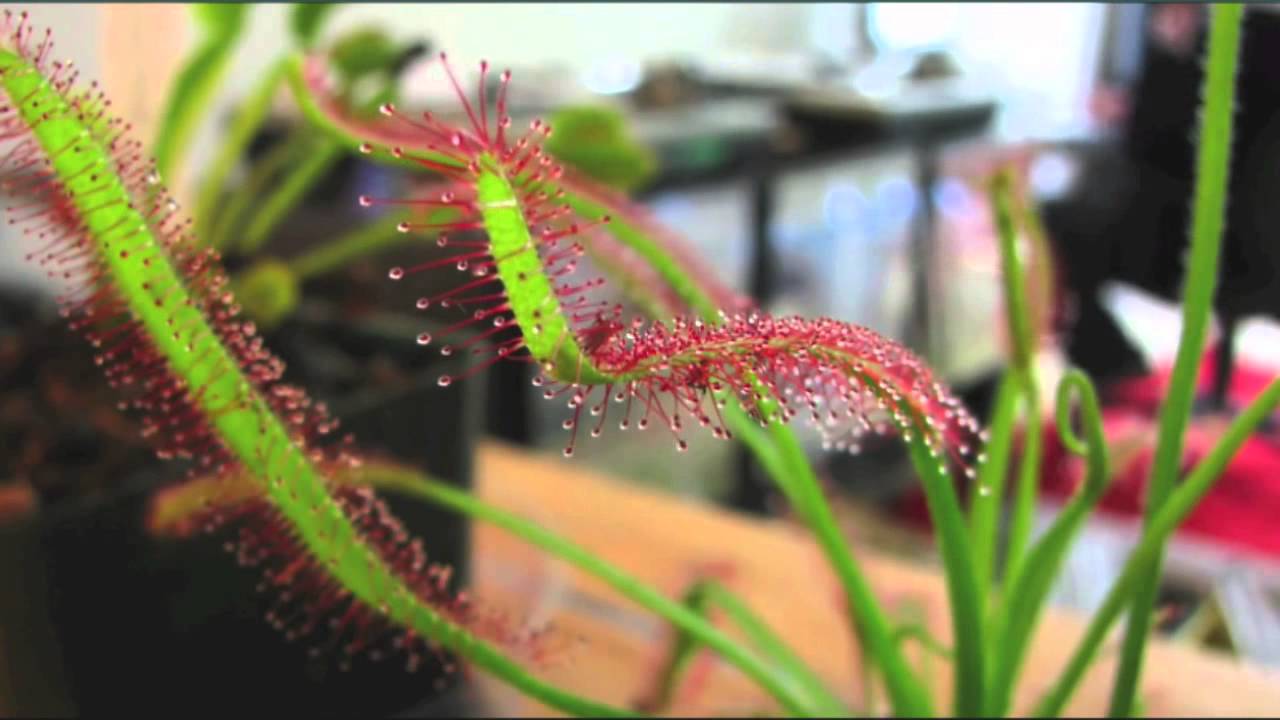 The Truly Carnivorous Cape Sundew (Drosera capensis) In Action - YouTube