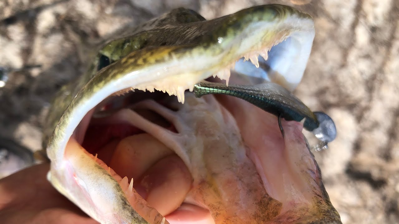 Those Strikes Are INSANE!!! Big Pike Fishing With Small Softbaits On ...