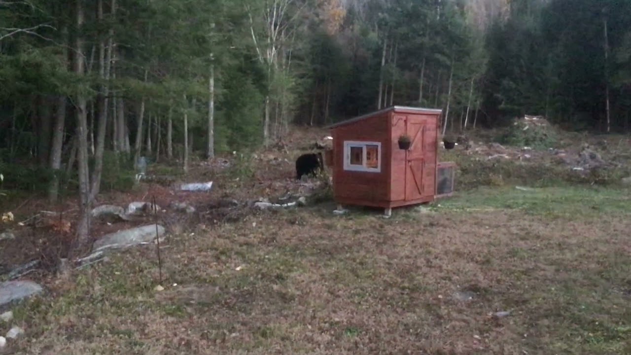 Rob's Bear - YouTube