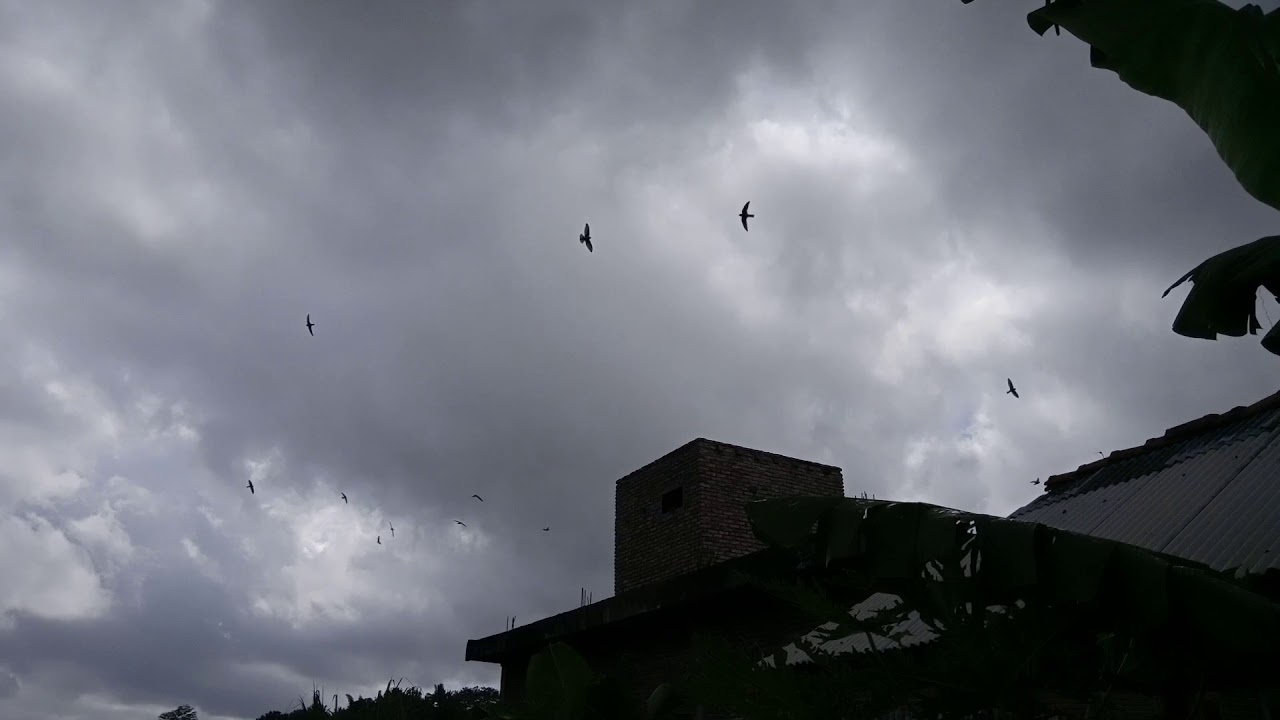 Suara panggil walet julukan bulu perindu telah hadir di lombok tengah ...