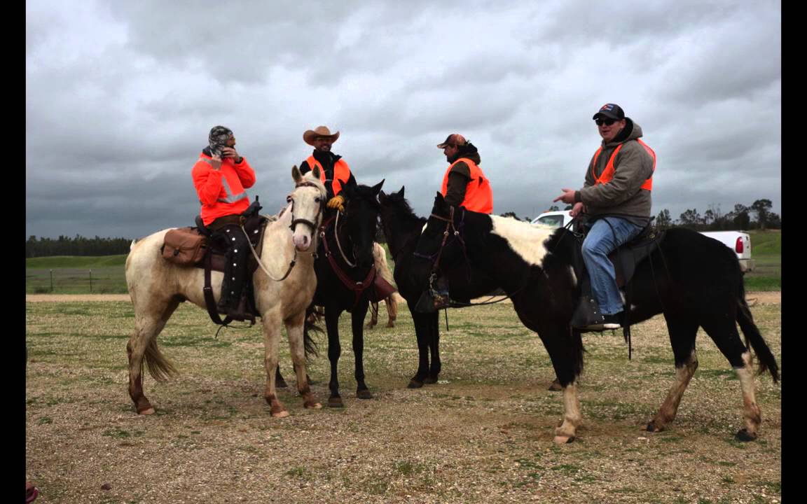 Vizsla Club of America National Gun Dog Championship 2016 2 HD 720p 2 ...