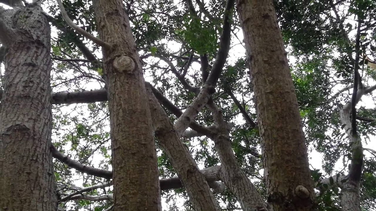 Wild Plum tree- Harpephyllum caffrum HD 01 - YouTube