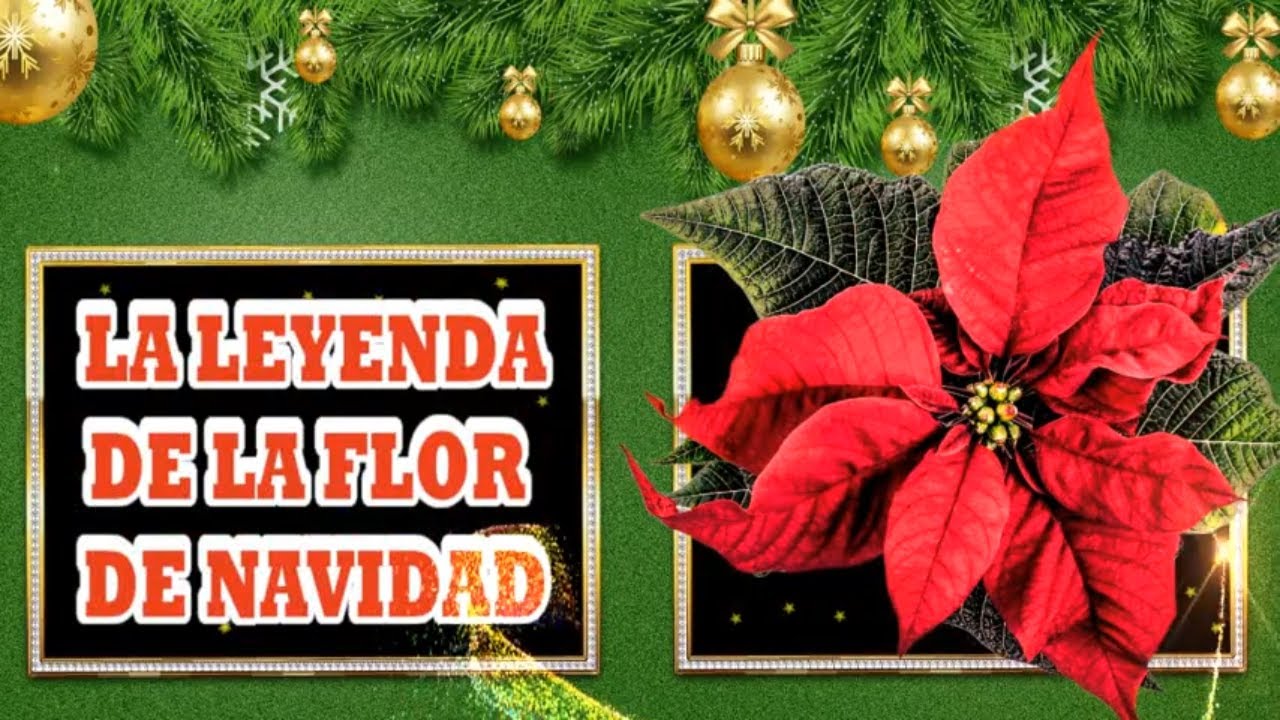 LEYENDA NAVIDEÑA🎄🌟 de la FLOR DE NAVIDAD [Leyenda de Navidad corta ...