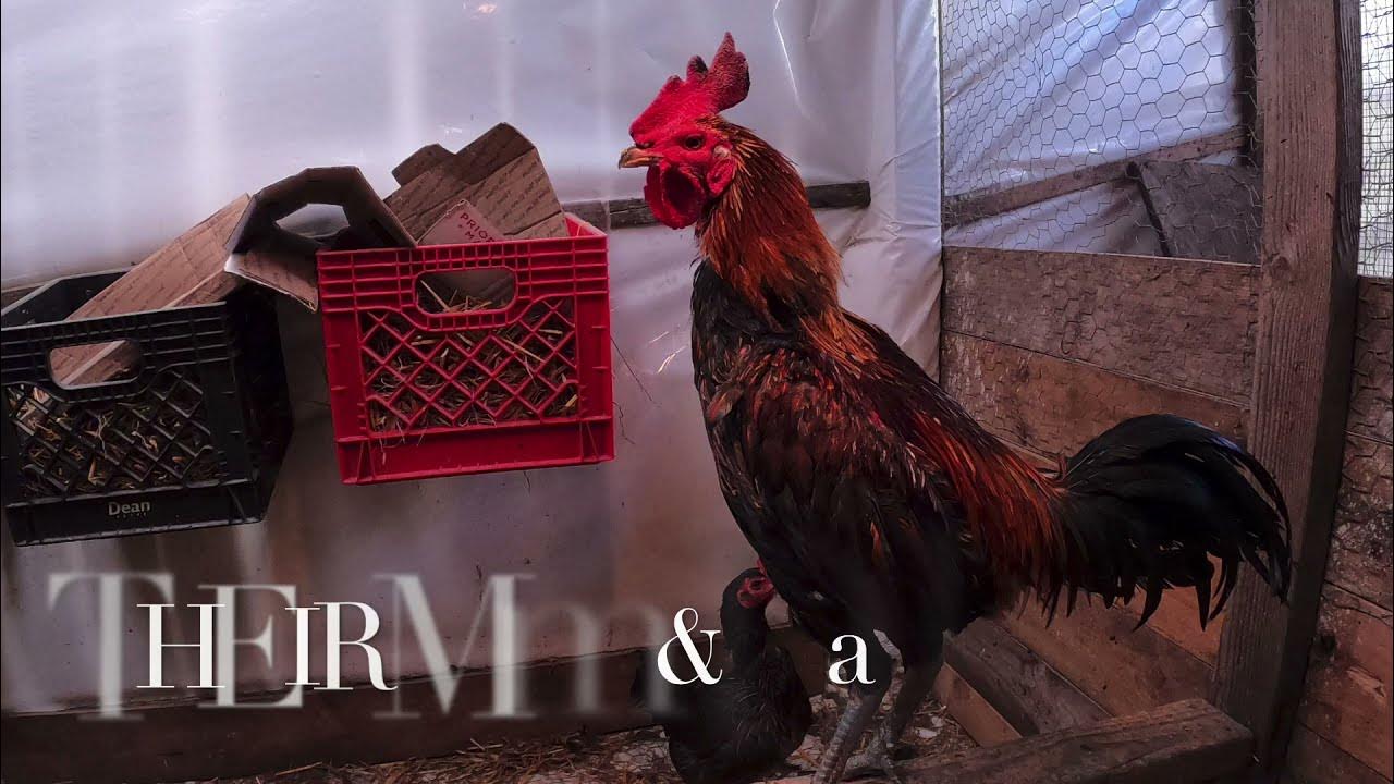 UPDATE NYUAM QAIB PAMA 💯 SABA!! 2021 - YouTube