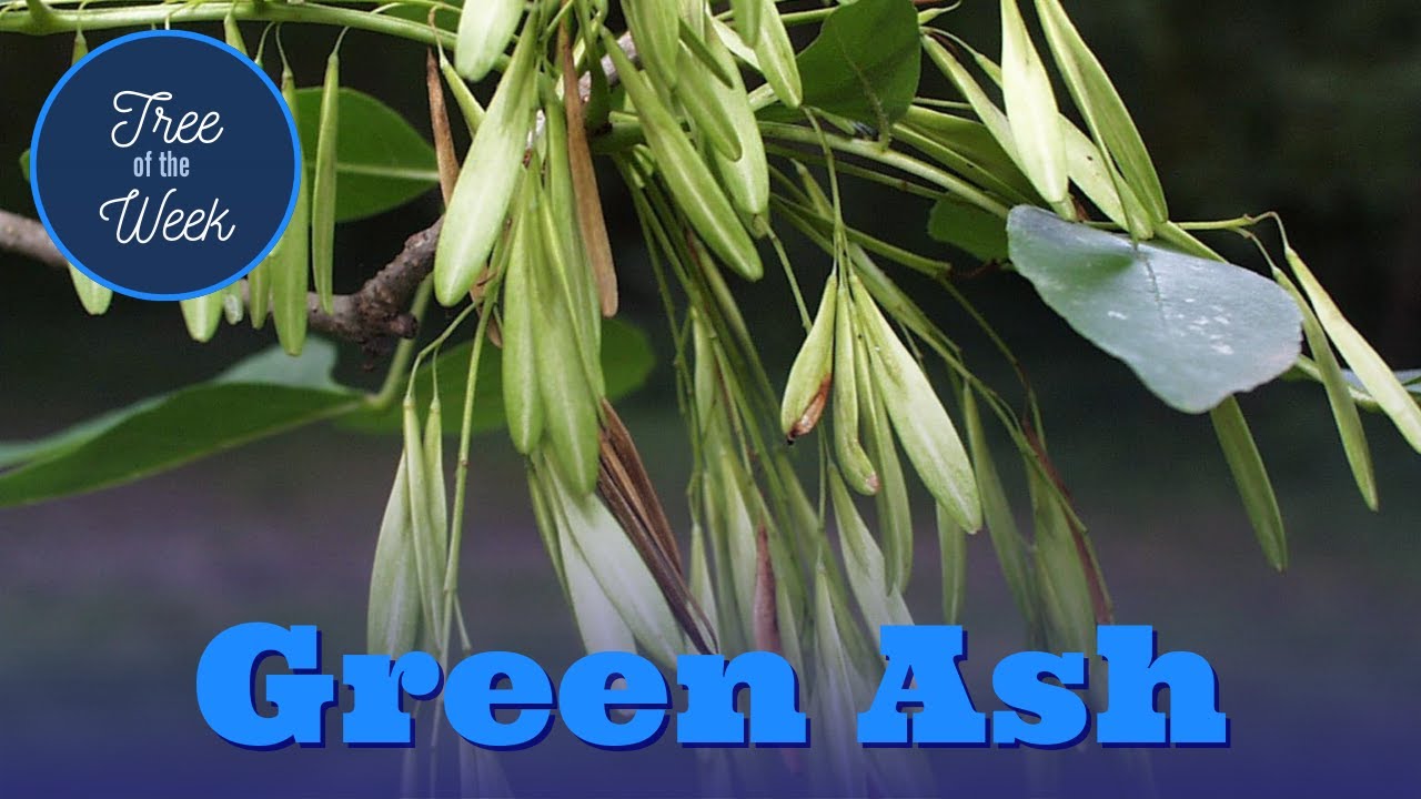 Tree of the Week: Green Ash - YouTube