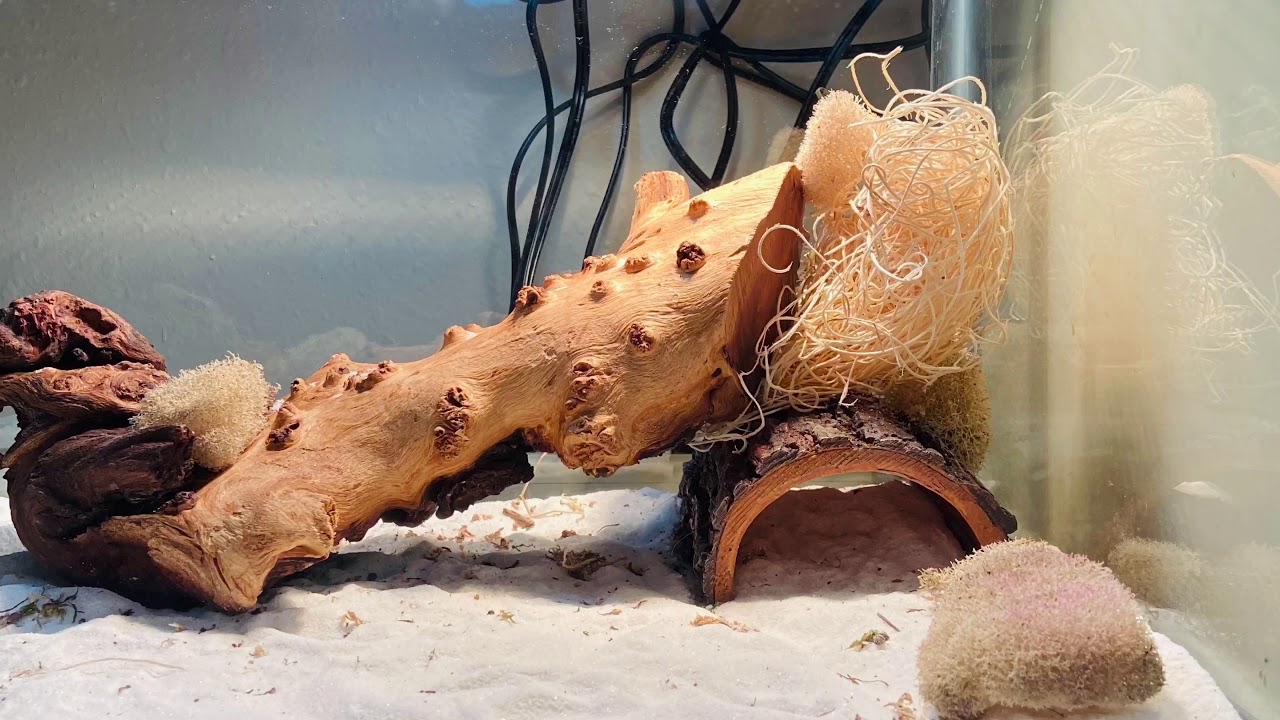 MyNew Reptile’s Setup - YouTube