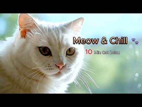 Relaxing Cat Compilation 😻 10 Minutes of Pure Cuteness | Meow & Chill 🐾