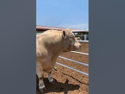 Ganado Charolais @CharolaisEcuador - YouTube