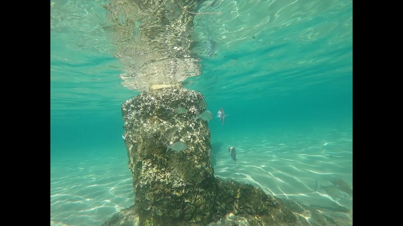 Life under Cudgen creek - YouTube