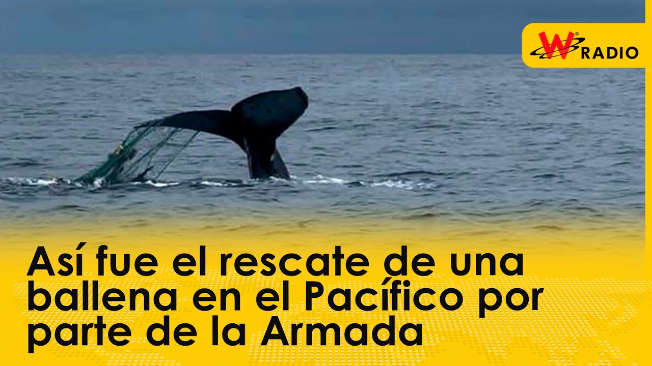 Así fue el rescate de una ballena en el Pacífico por parte de la Armada ...