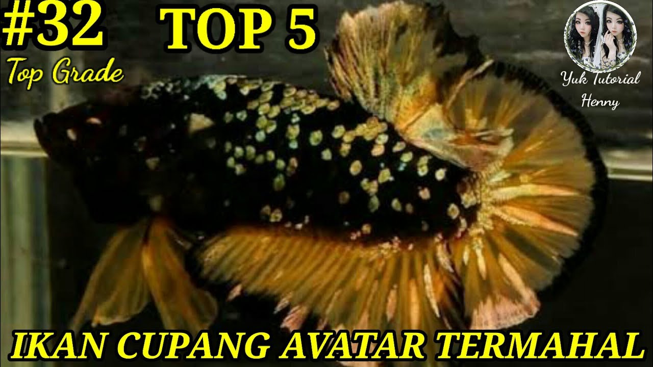 IKAN CUPANG AVATAR KONTES TERMAHAL & TERCANTIK - AVATAR KUNCOP,AVATAR ...